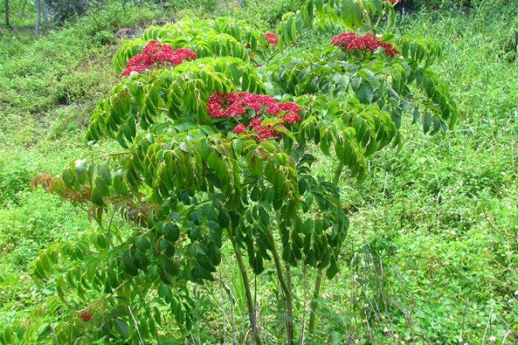 Cây Gối Hạc - Leea rubra Blume ex Spreng - Cây Thuốc Vị Thuốc