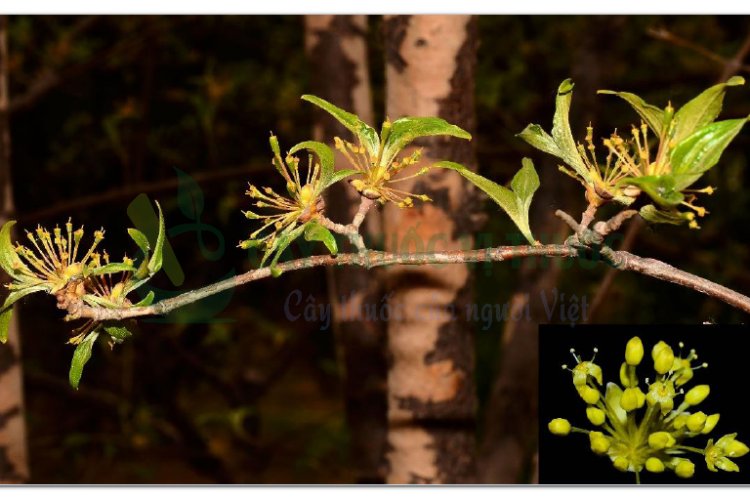 SƠN THÙ (Fructus Corni officinalis) - Cây Thuốc Vị Thuốc