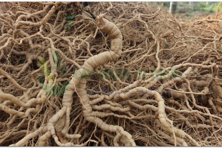 Vị thuốc quý ba kích (Radix Morindae officinalis) - Cây Thuốc Vị Thuốc