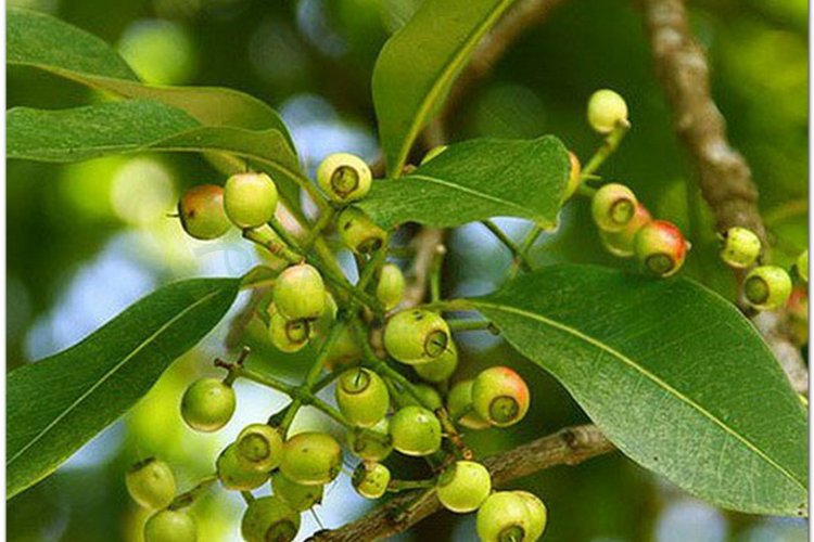 Cây Vối (Cleistocalyx operculatus (Roxb). Merr et Perry (Eugenia ...