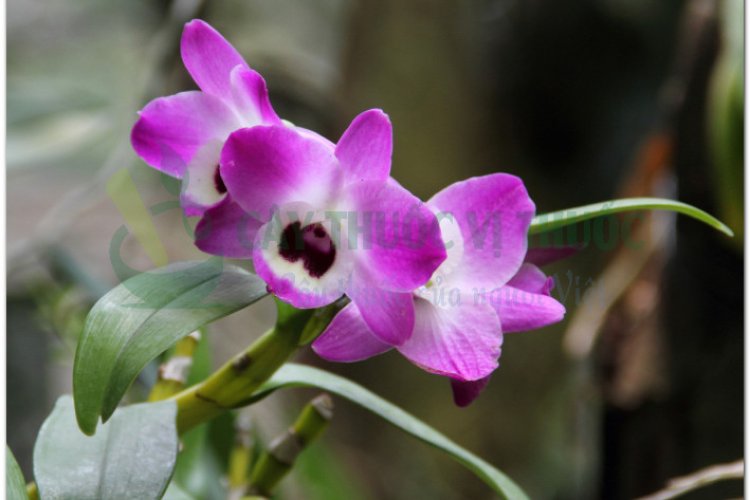 Thạch hộc, kim thoa thạch hộc, thiết bì thạch hộc, kim thạch hộc, câu ...