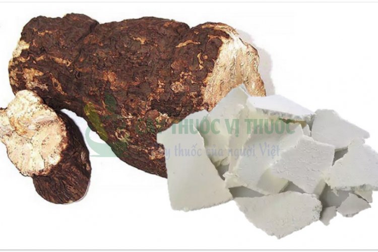 Phục linh, bạch phục linh, phục thần (Poria cocos Wolf. (Pachyma hoelen ...