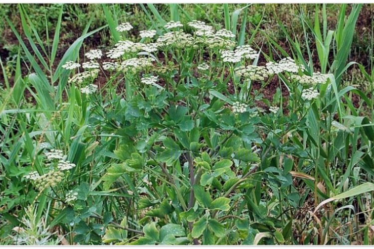 Phòng phong, Xuyên phòng phong, thiên phòng phong, Vân phòng phong ...