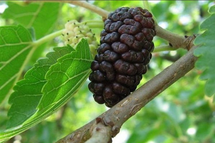 Cây dâu tằm, Rễ dâu, Lá dâu, Cành dâu, Quả dâu, Tầm gửi cây dâu, Tổ bọ ...