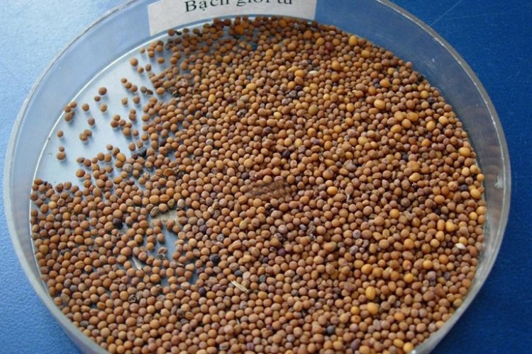 Bạch giới tử (Sinapis, semen Sinapis, Semen Brassicae Junceae) - Cây Thuốc Vị Thuốc