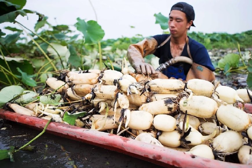Công dụng của củ sen mà bạn nên biết để bổ sung vào thực đơn ngay - Cây ...
