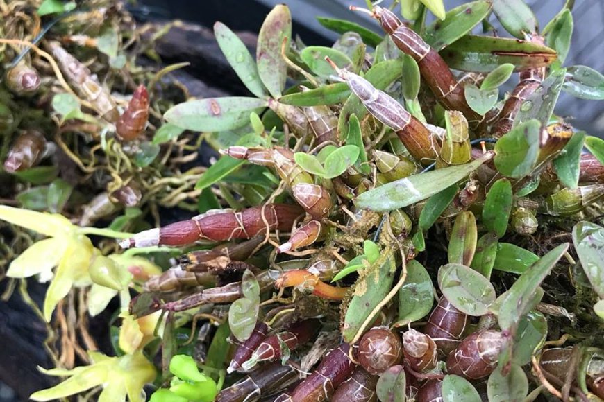 Giá trị dược liệu của cây lan thạch hộc tía (Dendrobium officinale ...