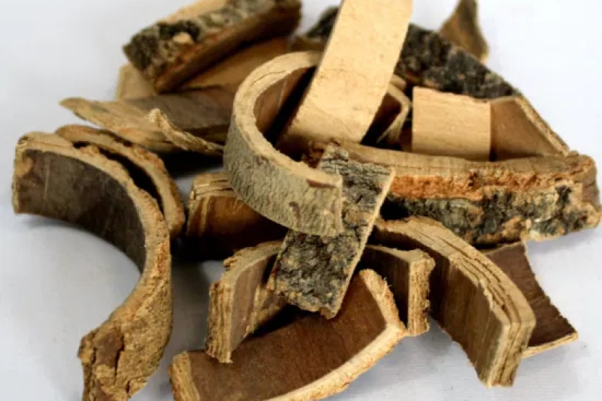 Tần Bì (Cortex Fraxini): Thảo Dược Đông Y Chuyên Trị Thấp Nhiệt và Can ...