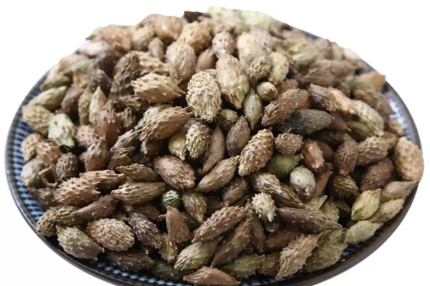 Thương Nhĩ Tử (Fructus Xanthii): Vị Thuốc Khu Phong, Táo Thấp và Thông ...