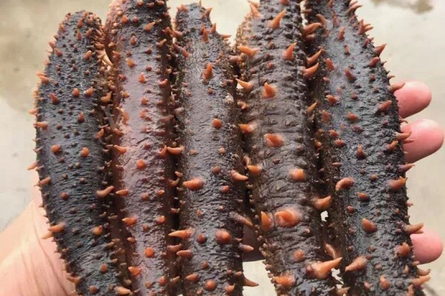 Những Lợi Ích và Lưu Ý Khi Sử Dụng Hải Sâm: Ai Không Nên Dùng Hải Sâm ...