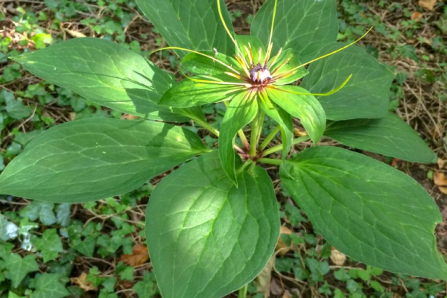 Tổng quan về luận án 'Nghiên cứu thành phần hóa học và tác dụng sinh ...