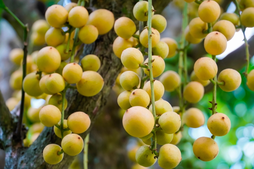 Dâu Da – Cây Thuốc Quý Với Nhiều Công Dụng Bất Ngờ Cho Sức Khỏe - Cây ...